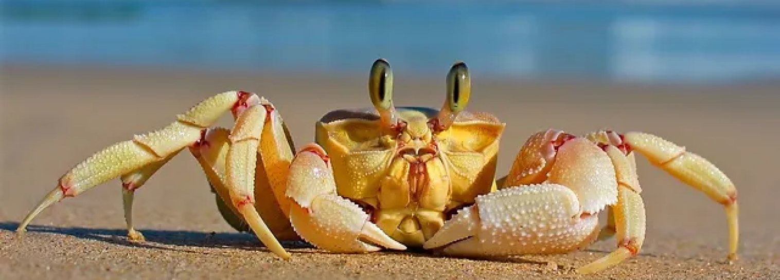 Flamingo Crab Hunting Deals in Dubai - Aantourism